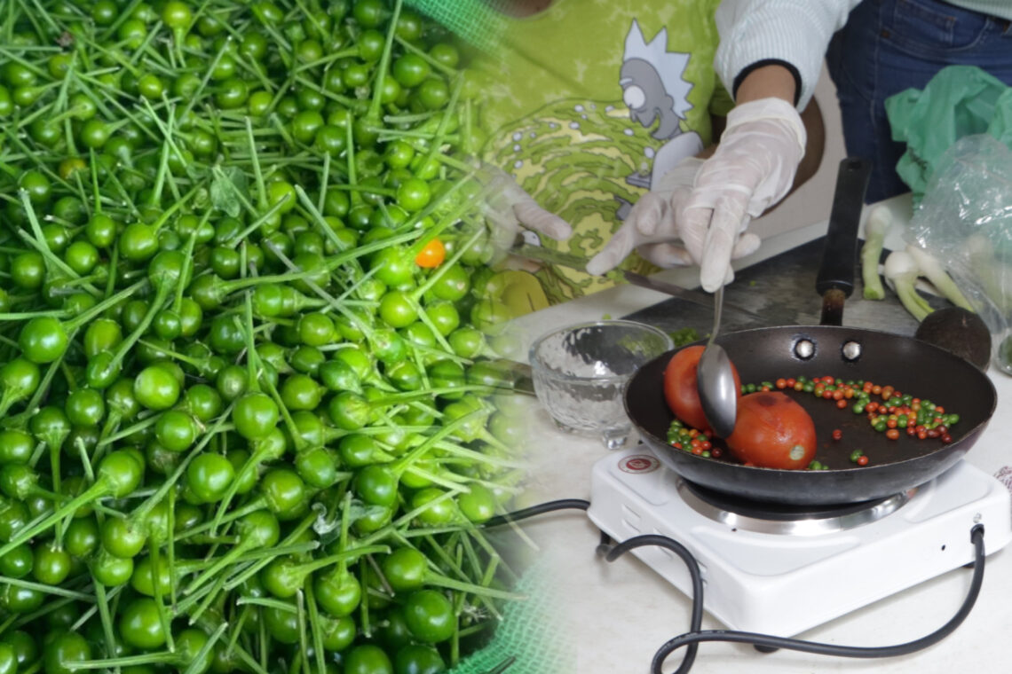 La UAT impulsa la preservación del chile piquín como símbolo de ...